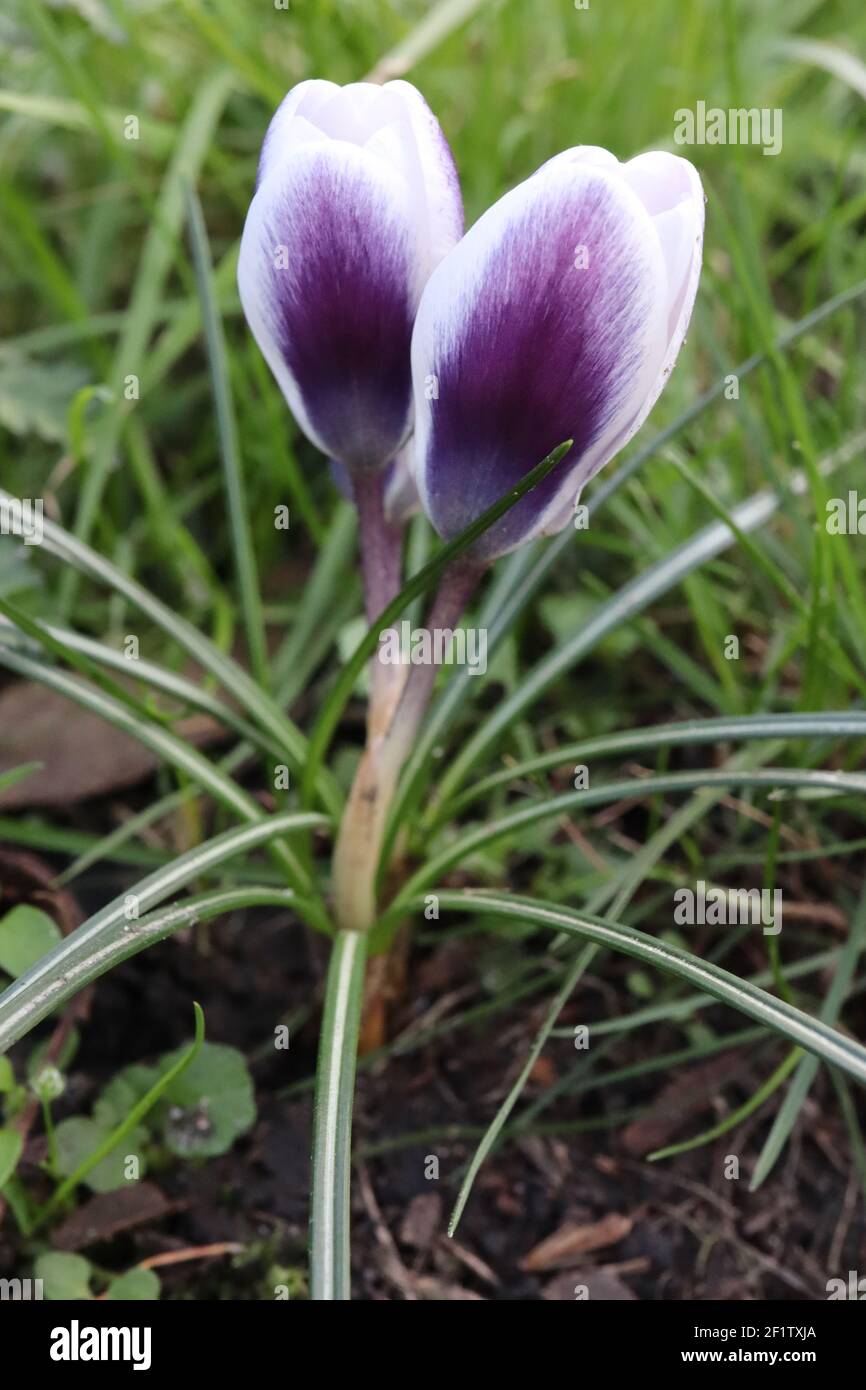 Crocus chyrsanthus ‘Prins Claus’ Crocus Prins Claus – group of white ...