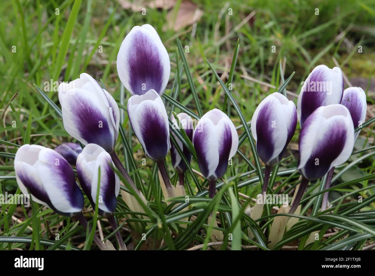 Crocus chyrsanthus ‘Prins Claus’ Crocus Prins Claus – group of white ...