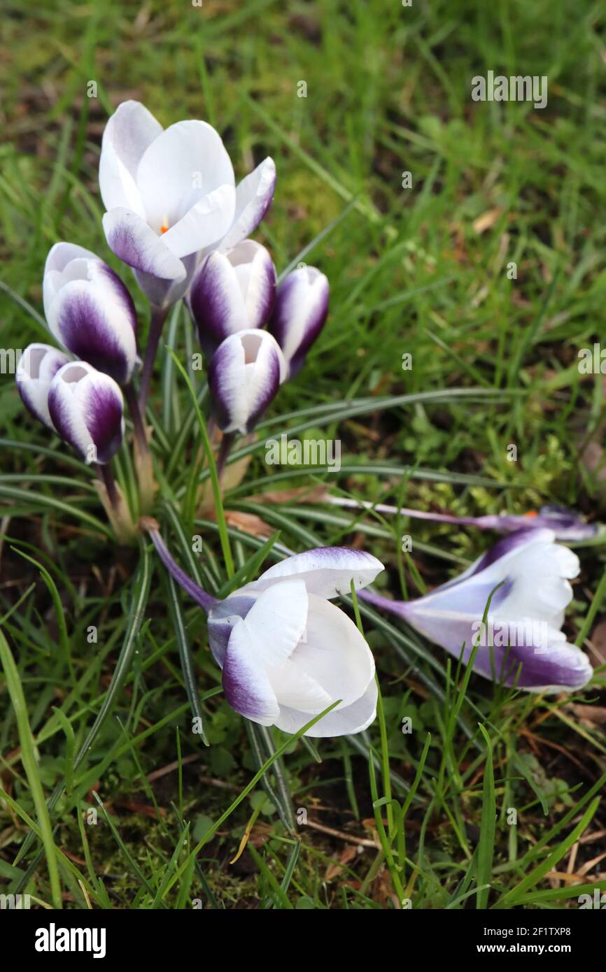 Crocus chyrsanthus ‘Prins Claus’ Crocus Prins Claus – group of white ...
