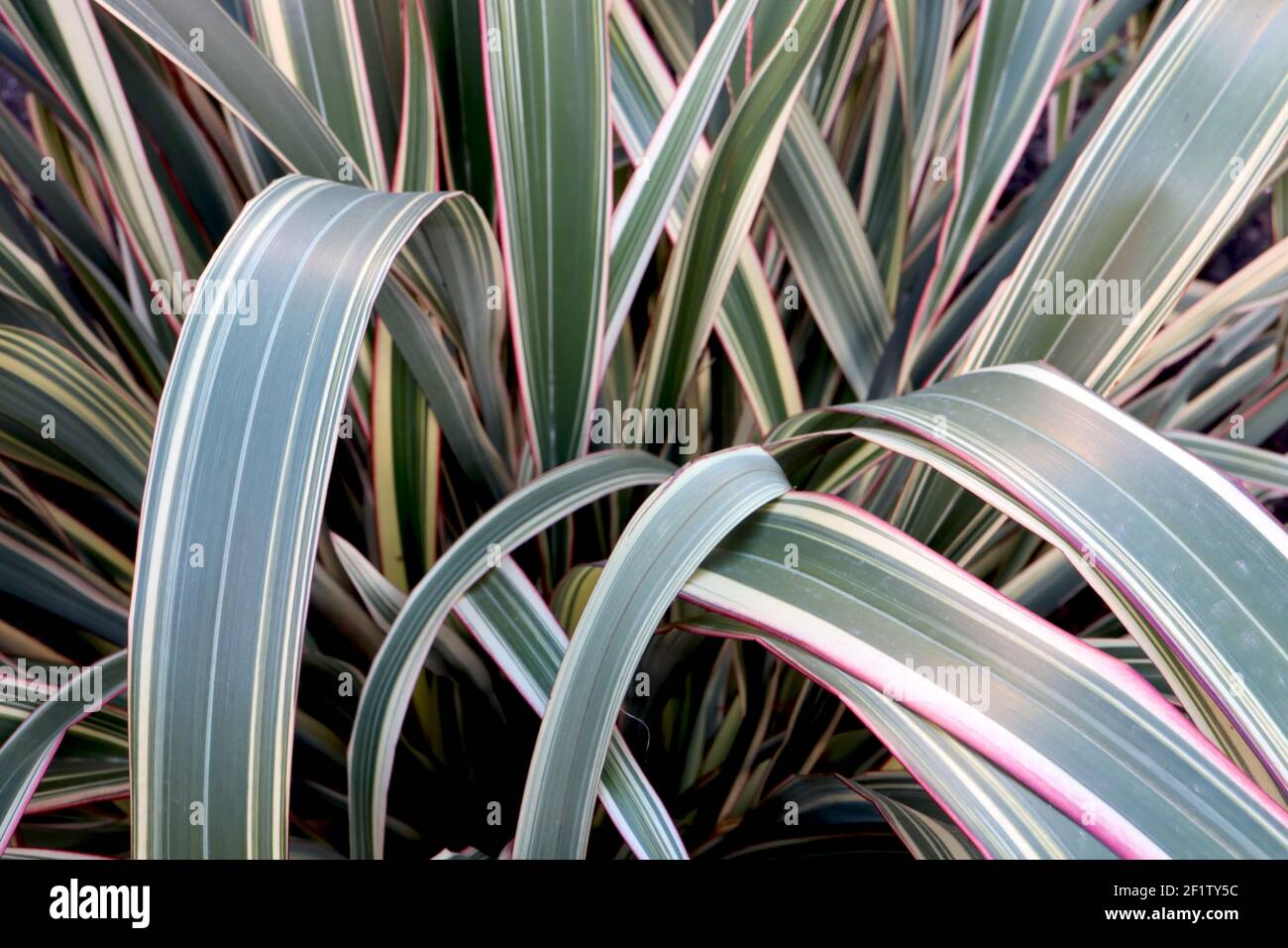 Phormium cookianum subsp. hookeri Tricolor Mountain flax Tricolor ...