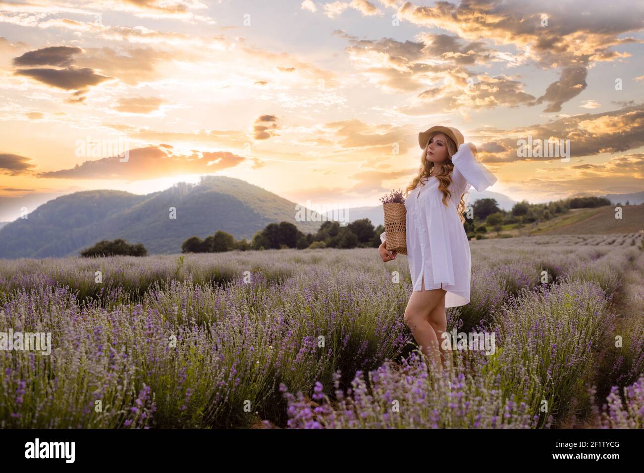 The extraordinary day on a lavender plantation Stock Photo - Alamy