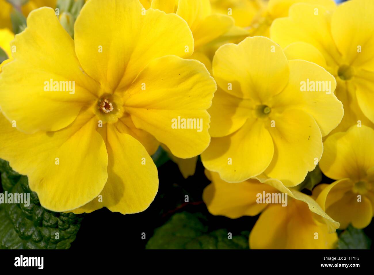Primula vulgaris ‘Danova Lemon Yellow’ yellow primroses, March, England ...