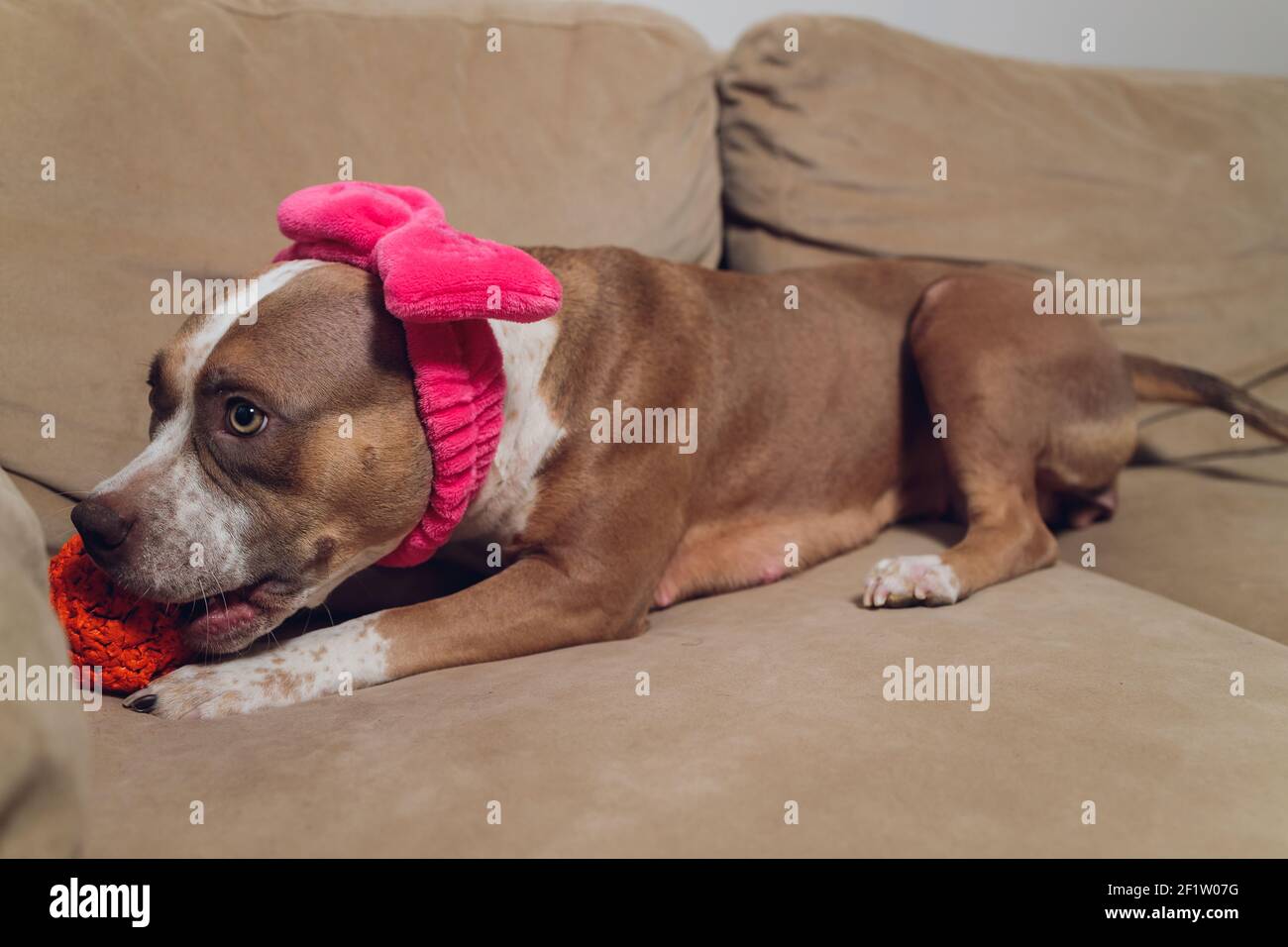pitbull puppy takes is sleepy and relaxing on your couch Stock Photo ...
