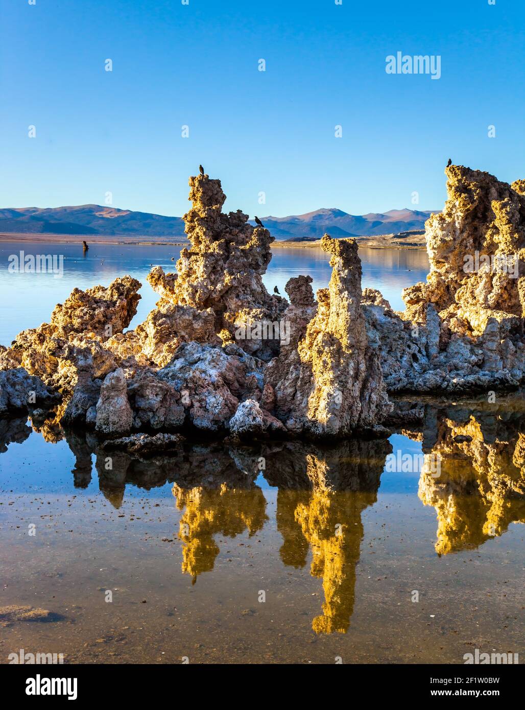 Tuff of lime hi-res stock photography and images - Alamy