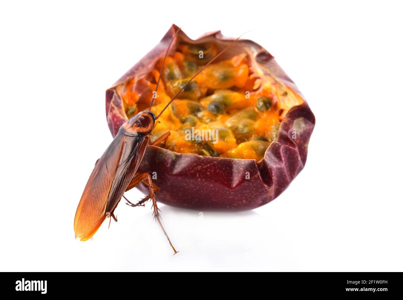 Cockroach eating hi-res stock photography and images - Alamy