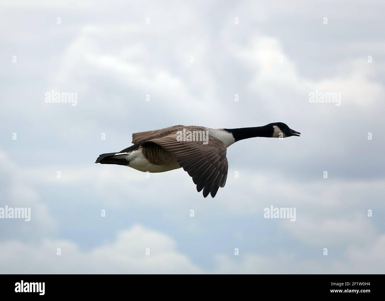 A single Canadian goose flying in the air Stock Photo - Alamy