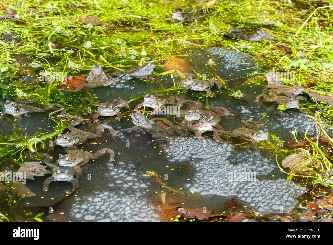 Mating common frogs rana temporaria hi-res stock photography and images ...