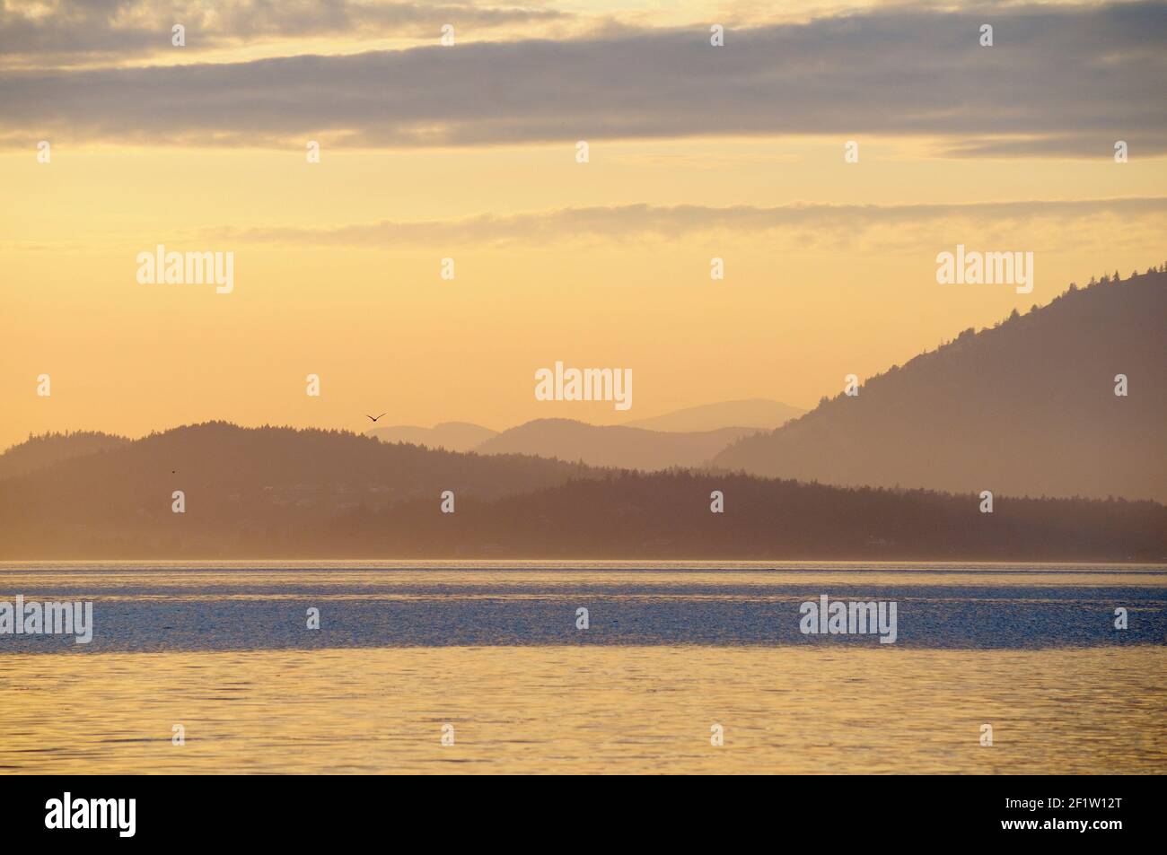 Layered yellow islands with lone bird flying, Sidney Spit, Gulf Islands ...