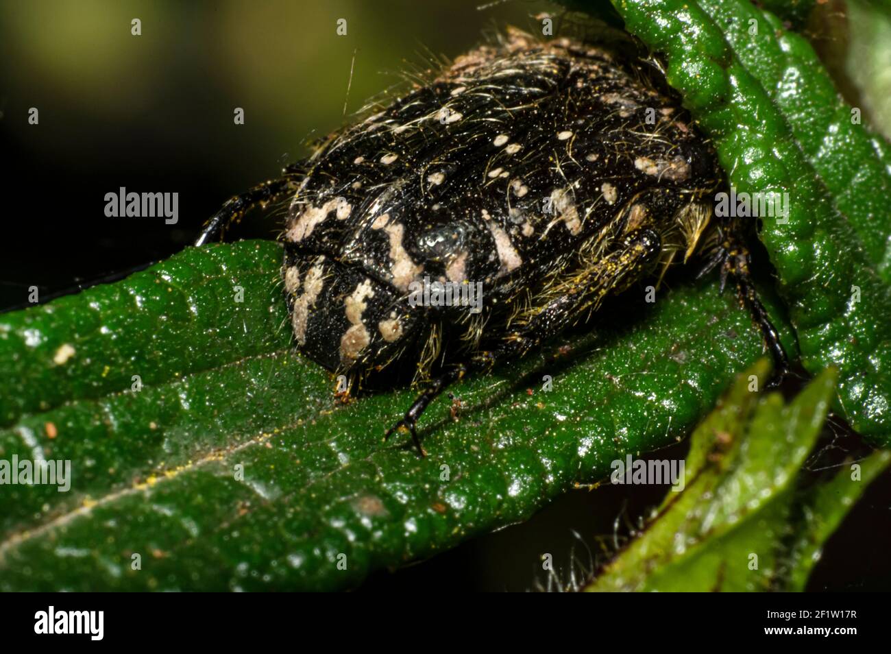 Macro photography beetle hi-res stock photography and images - Alamy