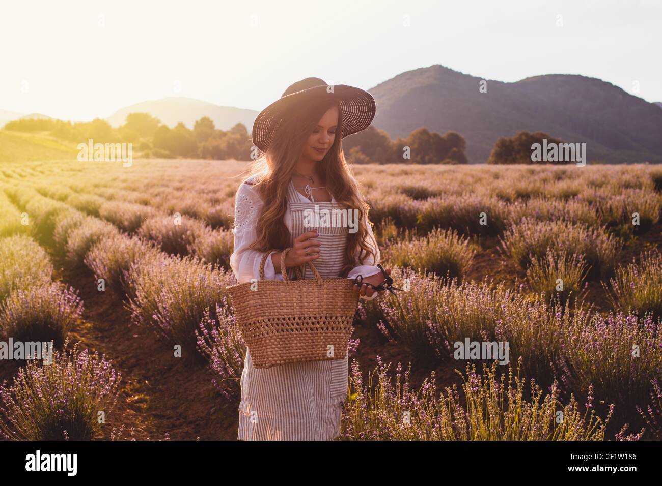The extraordinary day on a lavender plantation Stock Photo - Alamy