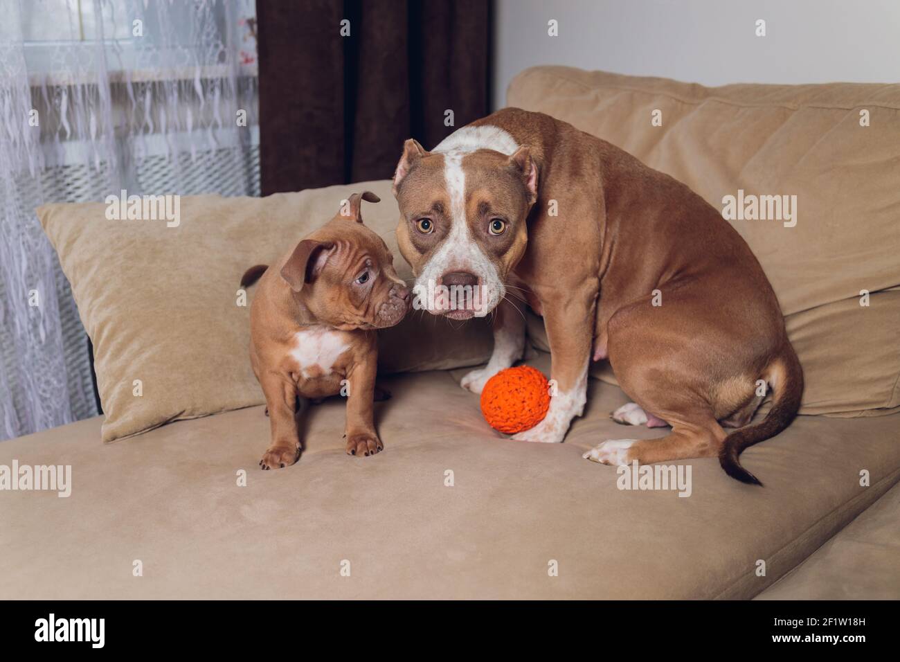 Two cute bully puppie and bully on sofa at home Stock Photo - Alamy