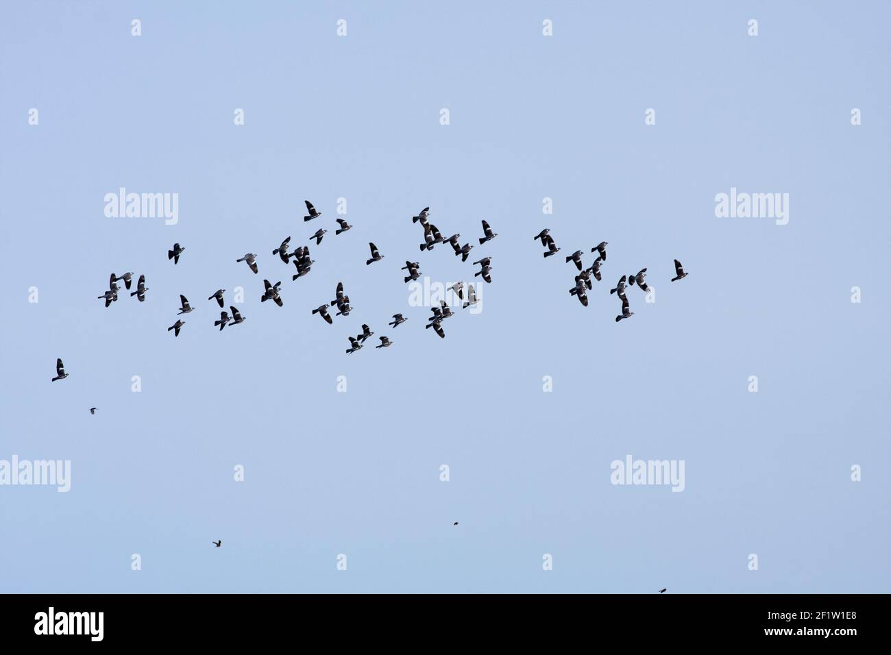 Dove doves scenery view hi-res stock photography and images - Alamy