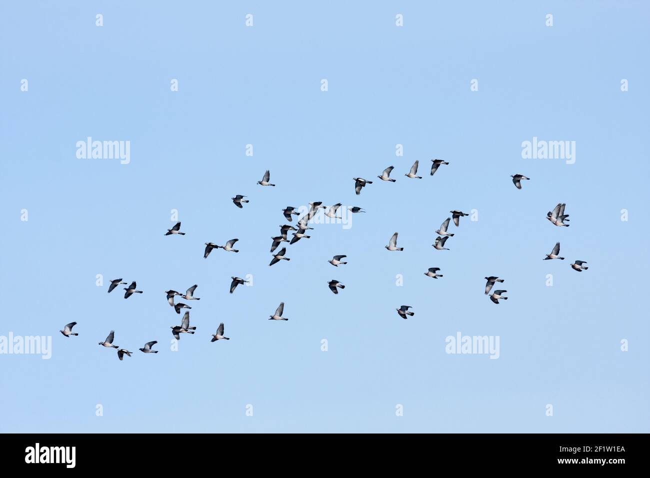 Dove doves scenery view hi-res stock photography and images - Alamy