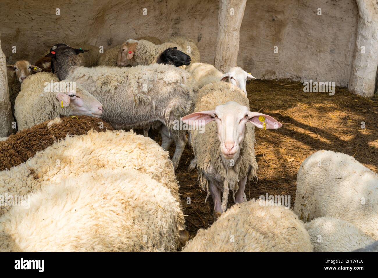 Israel sheep hi-res stock photography and images - Alamy