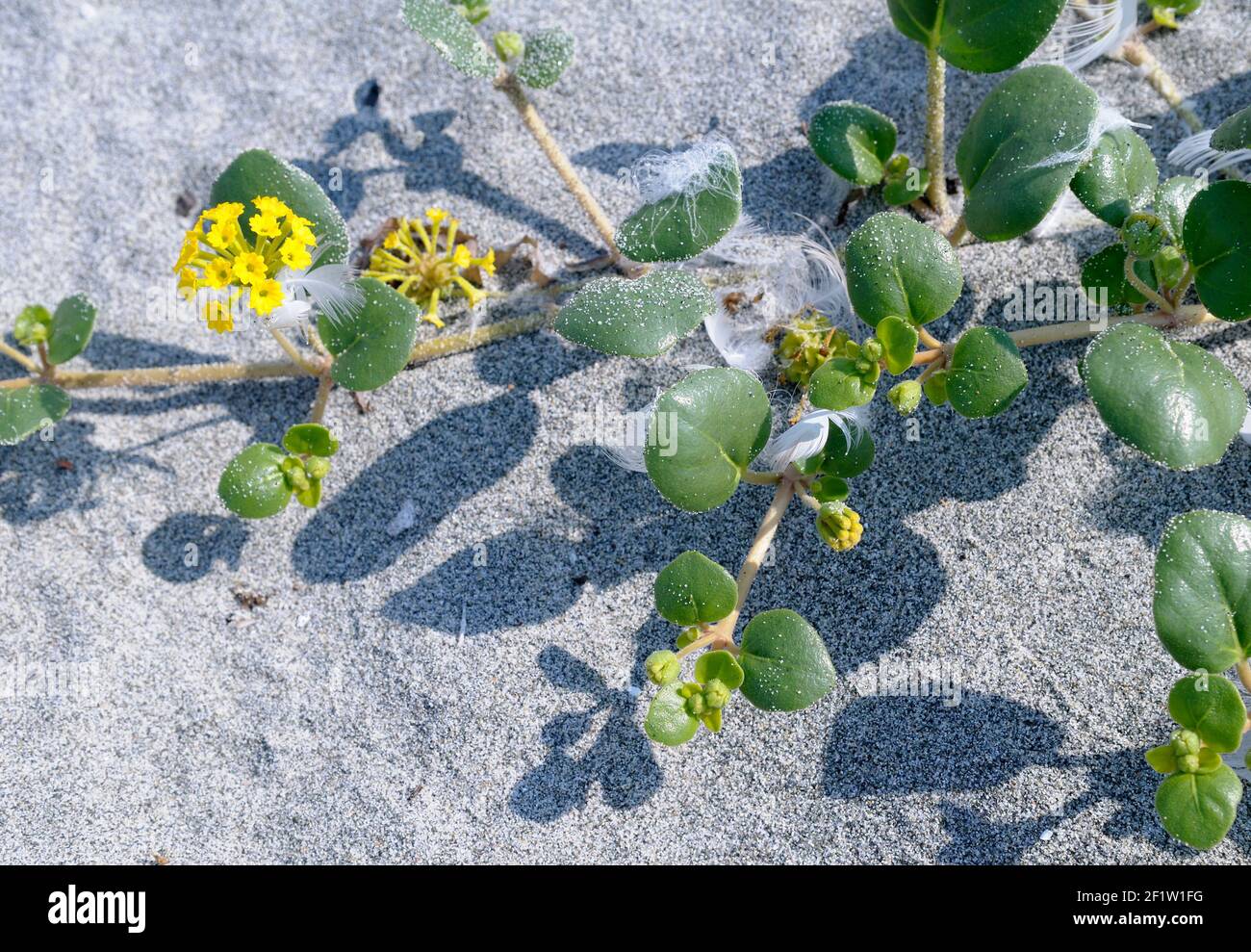 Yellow Sand-verbena (Abronia latifolia), Sidney Spit, Gulf Islands ...