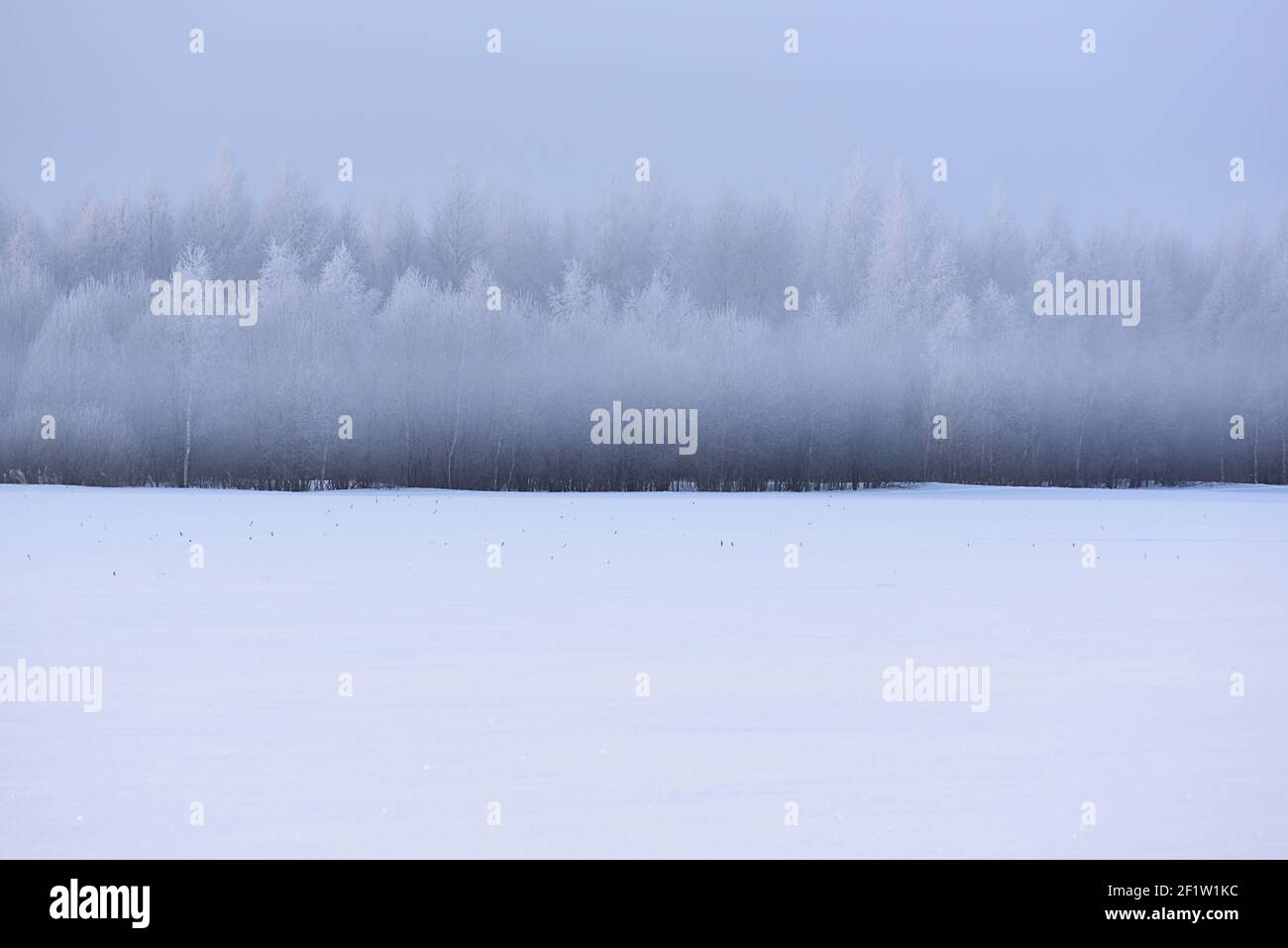Winter landscape. Empty snow field, distant forest in white haze and ...