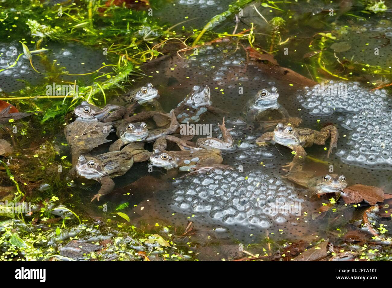 Common Frogs (Rana temporaria) surrounded by frogspawn in garden pond - Scotland, UK Stock Photo ...