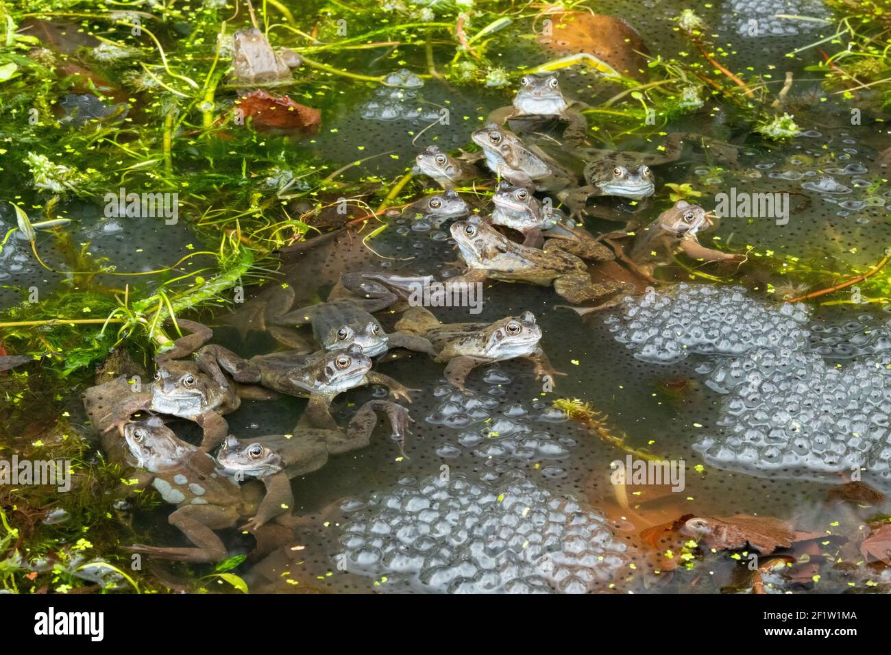 Common Frogs (Rana temporaria) surrounded by frogspawn in garden pond - Scotland, UK Stock Photo ...