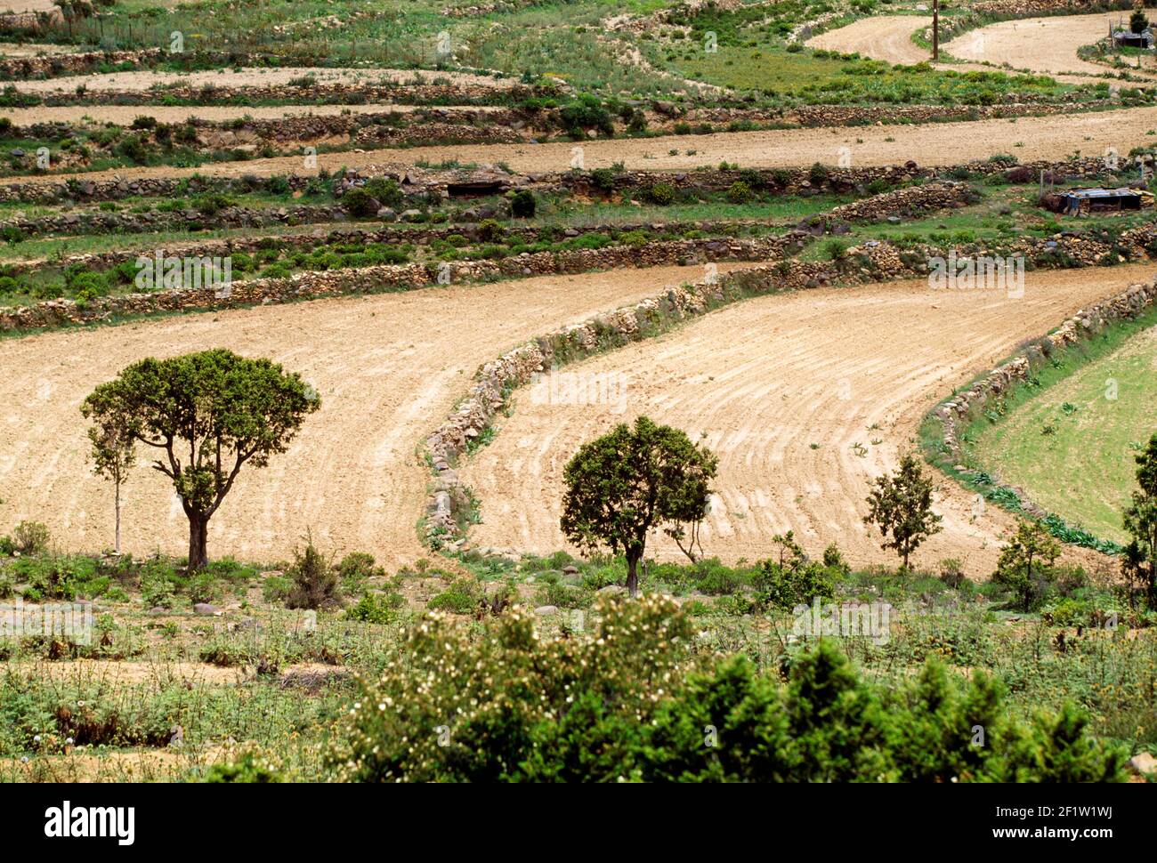 Saudi agriculture hi-res stock photography and images - Alamy