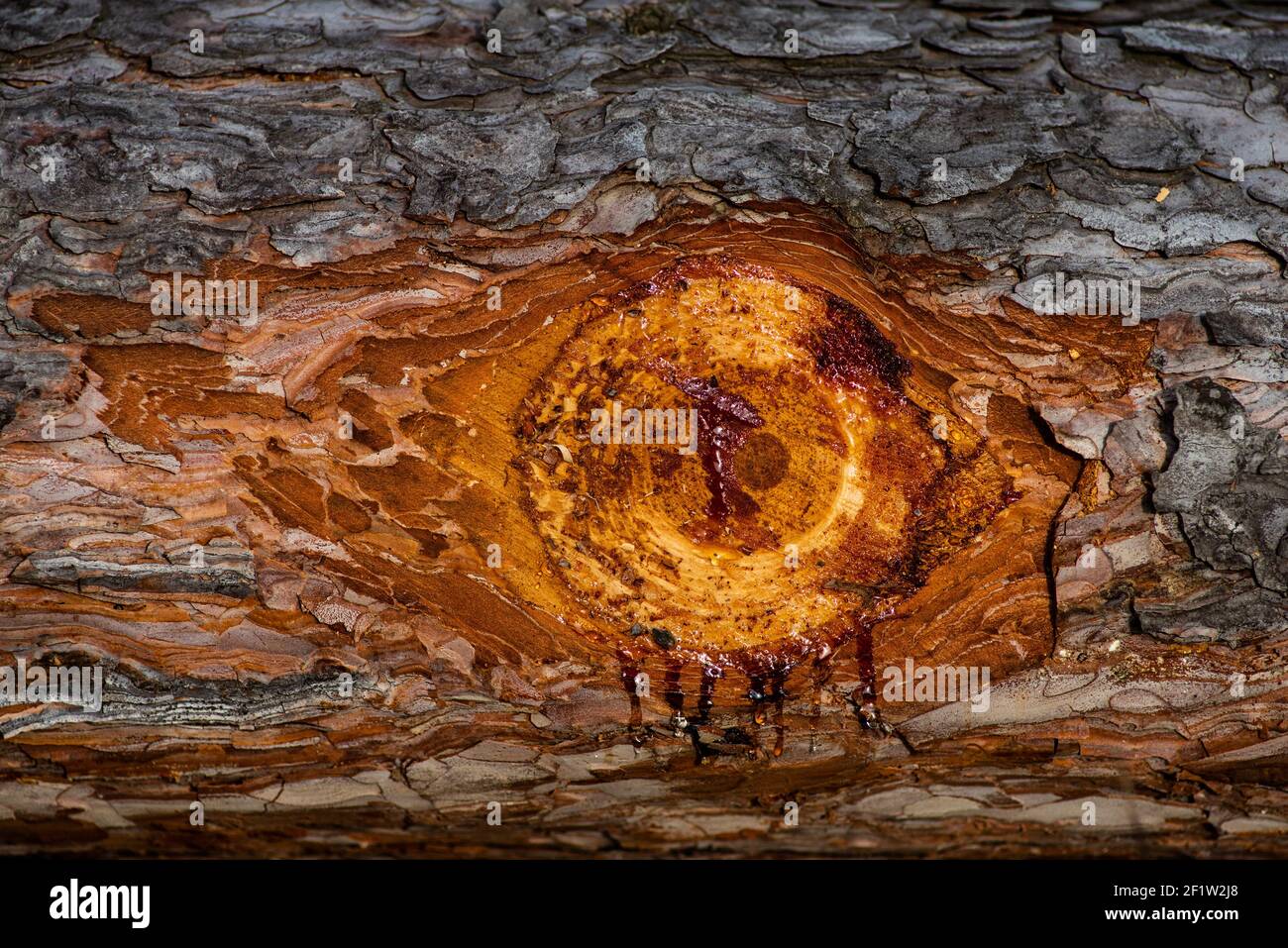 Gum tree firewood hi-res stock photography and images - Alamy