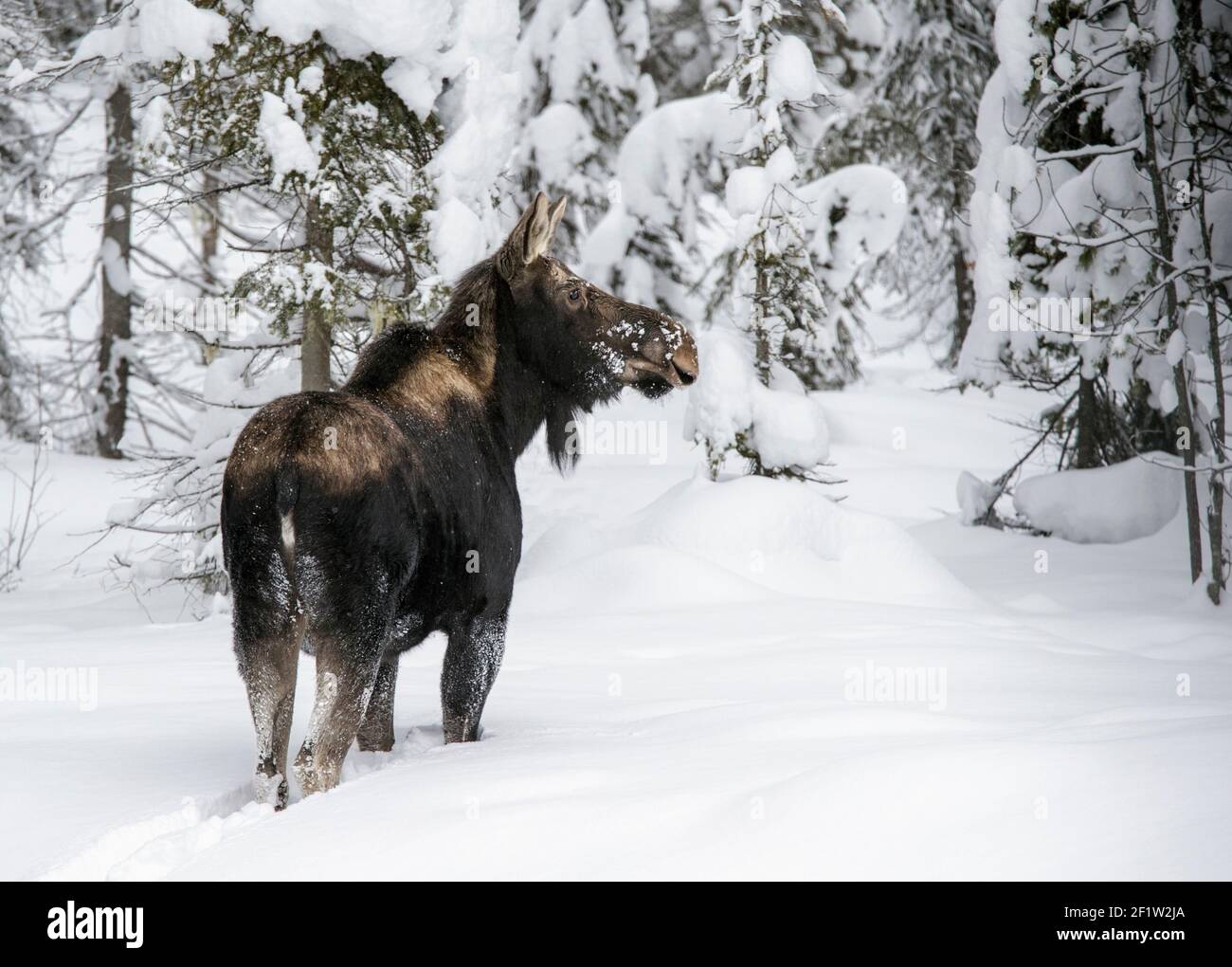 Pristine winter scenery hi-res stock photography and images - Alamy