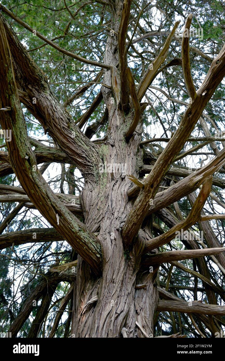 Large cedar tree, DeCourcy Island, British Columbia, Canada Stock Photo ...
