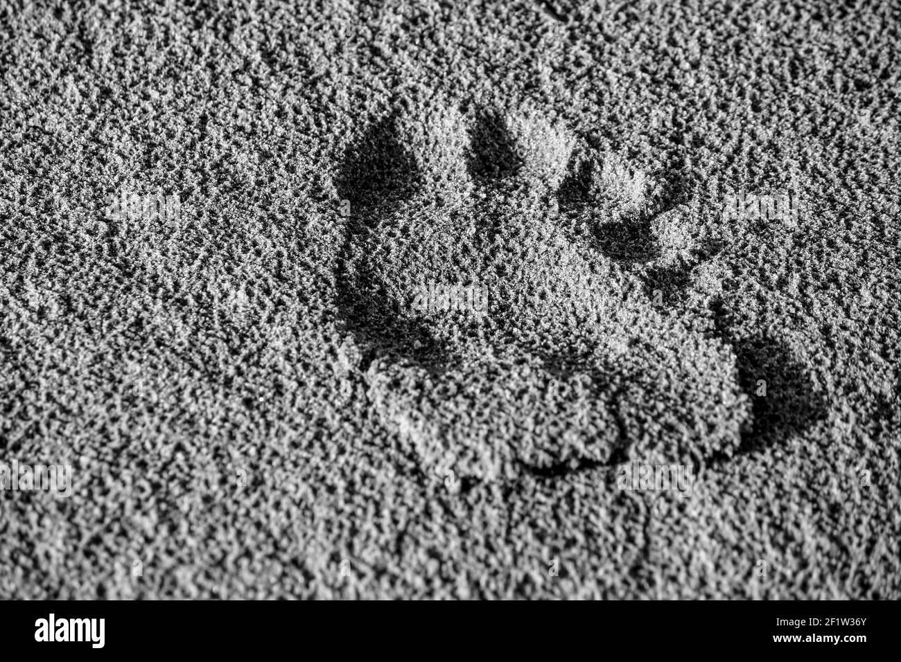 Sand texture with footprints on the beach in the morning Stock Photo ...