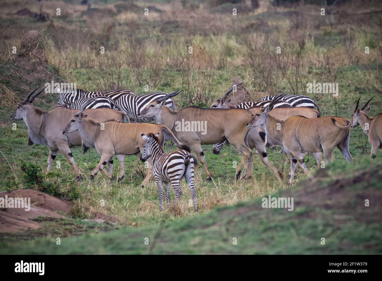 Northern eland hi-res stock photography and images - Alamy