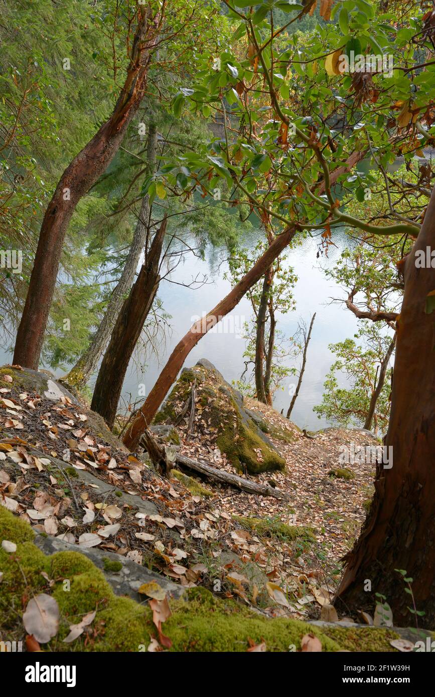 Arbutus trees hi-res stock photography and images - Alamy