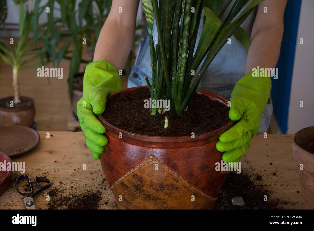 Woman planting houseplants indoors home gardening Stock Photo - Alamy