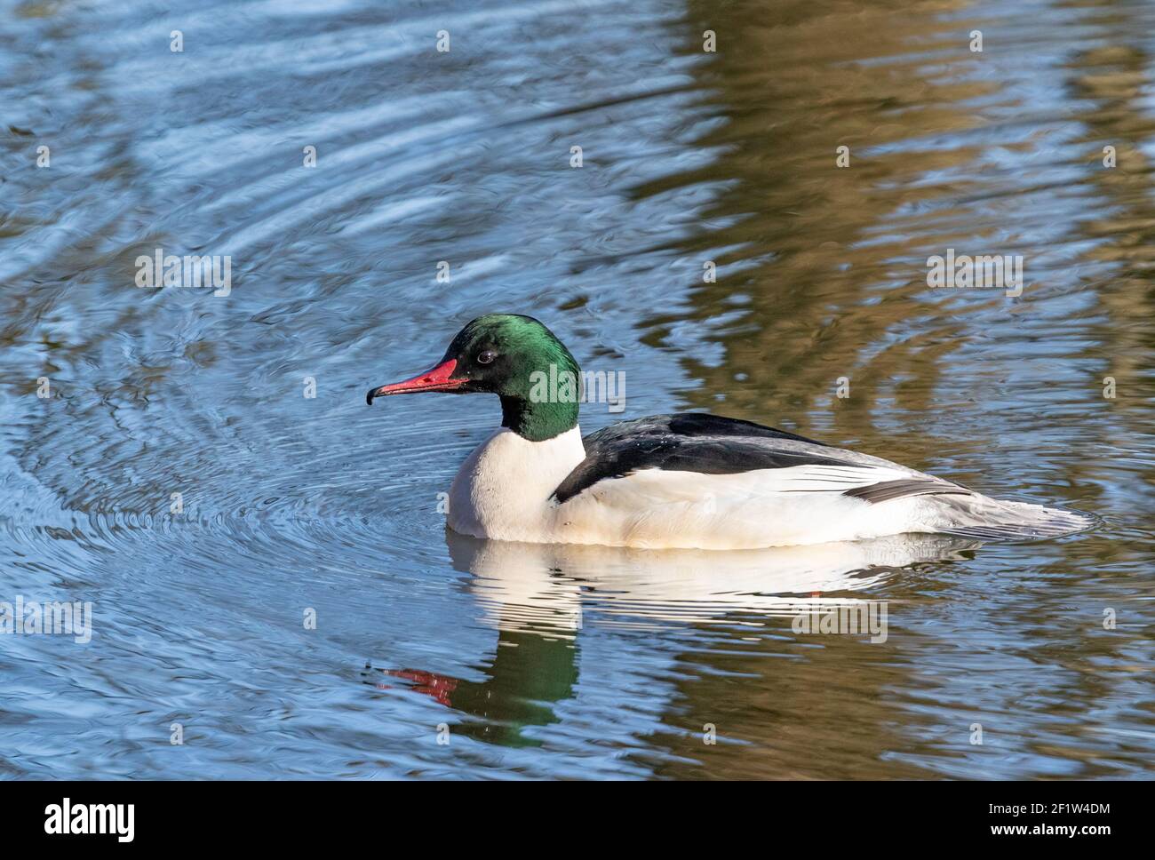 Fish eating duck hi-res stock photography and images - Alamy