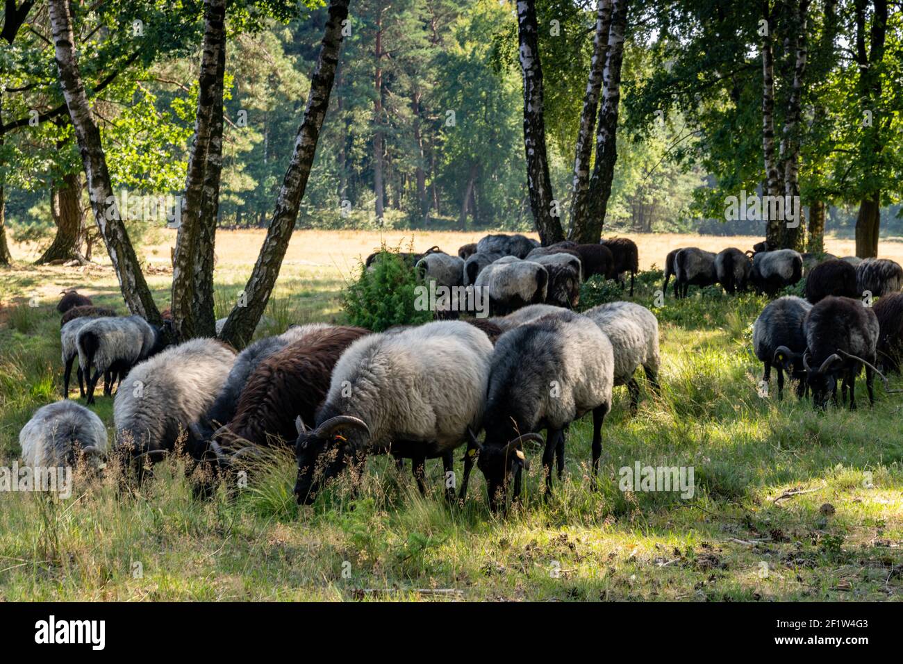 Many German moorland sheep at a watering hole on the Lunenburger Heath ...