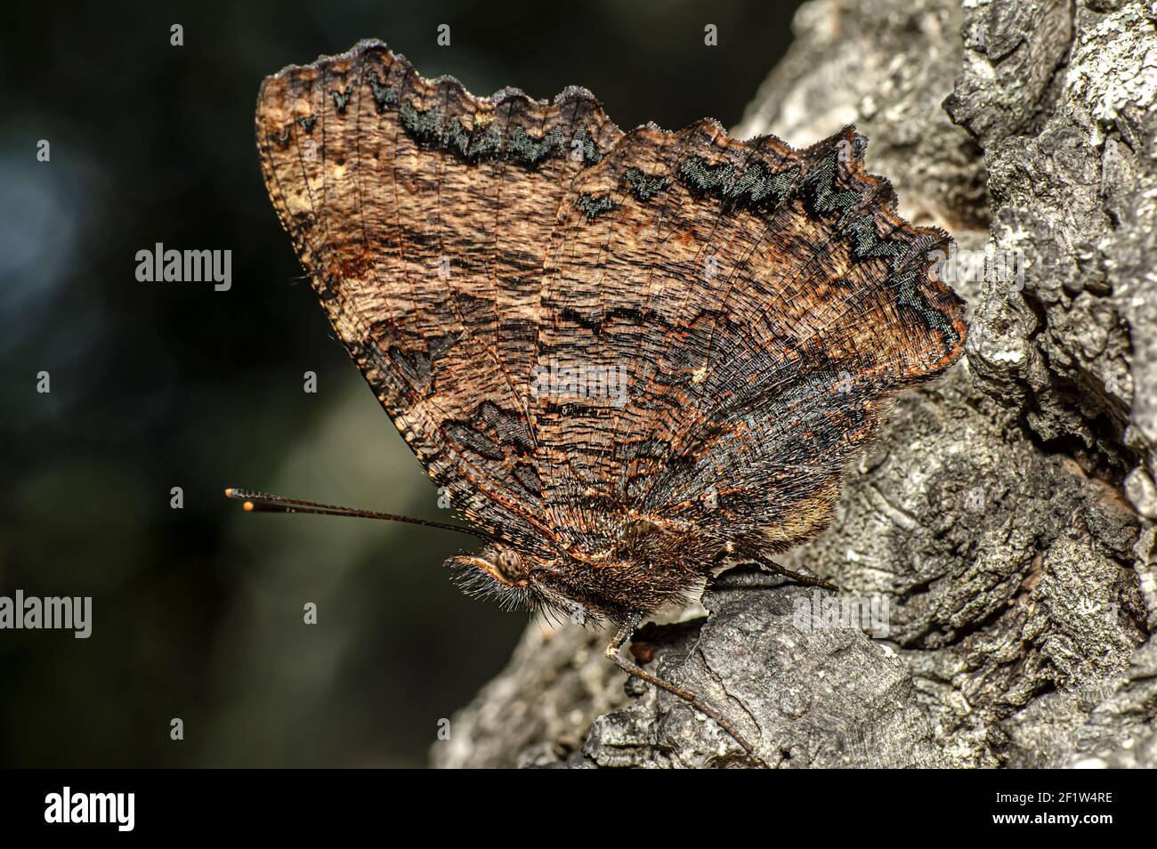 Butterfly Nymphalis Polychloros, Multicolored Nymph, Photographed in ...