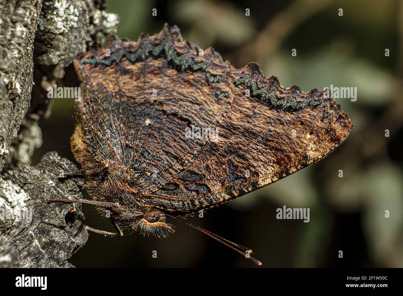 Butterfly Nymphalis Polychloros, Multicolored Nymph, Photographed in ...