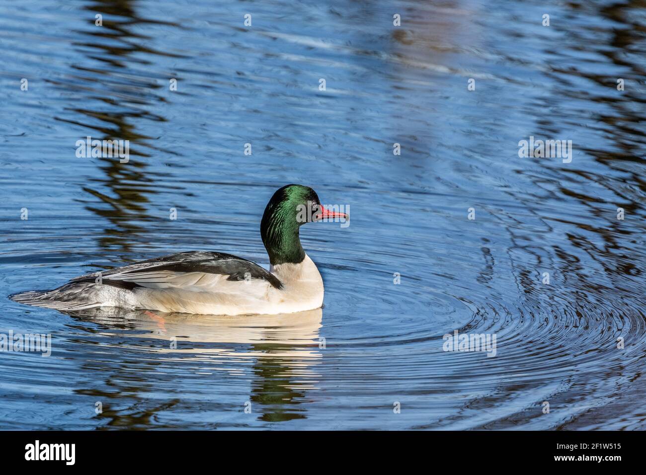 Male goosander hi-res stock photography and images - Alamy
