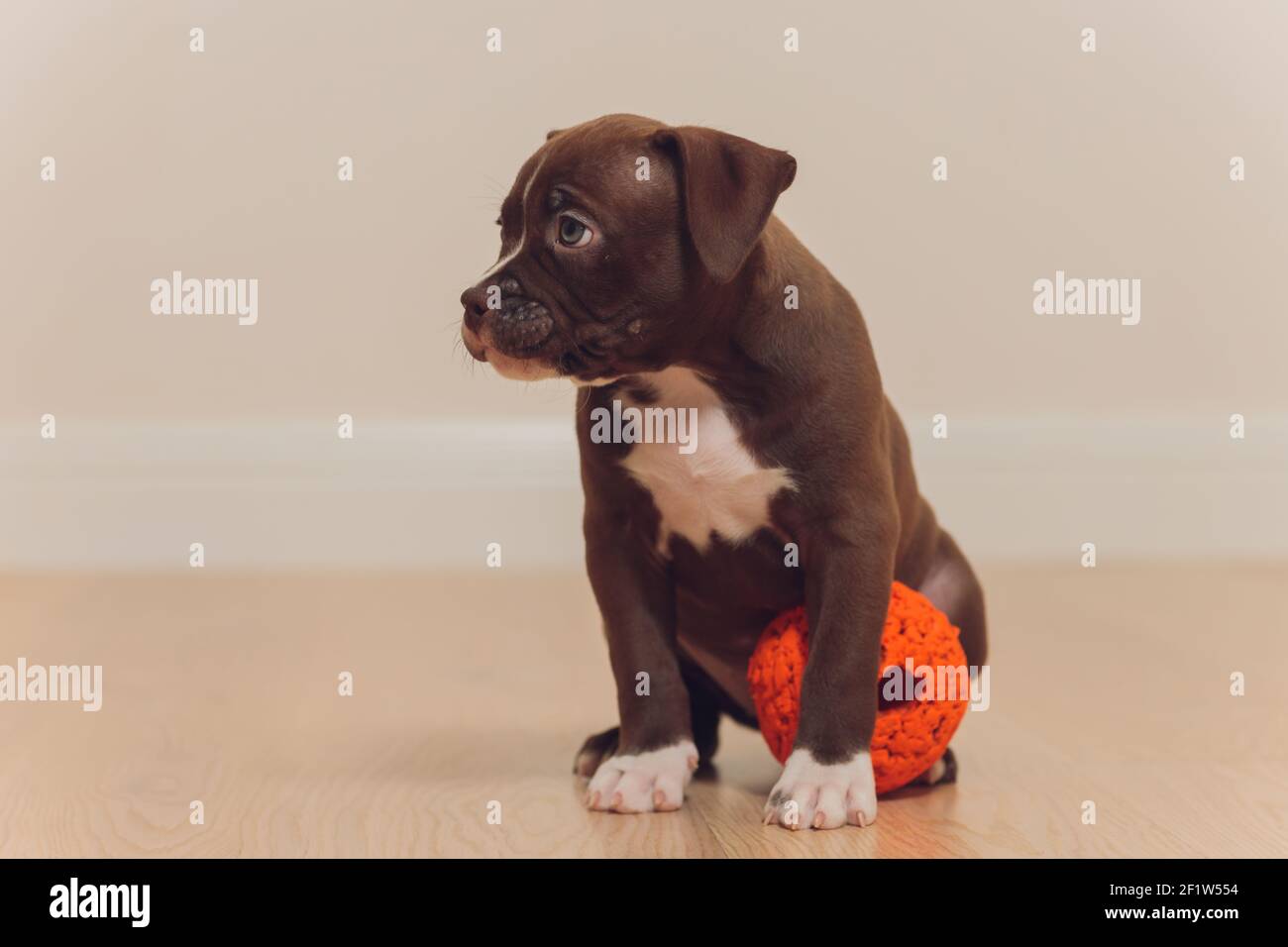 Mystified blue American Bully puppy curiously walking forward with its ...