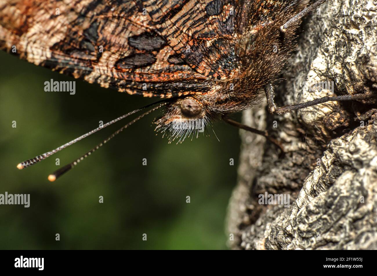 Butterfly Nymphalis Polychloros, Multicolored Nymph, Photographed in ...
