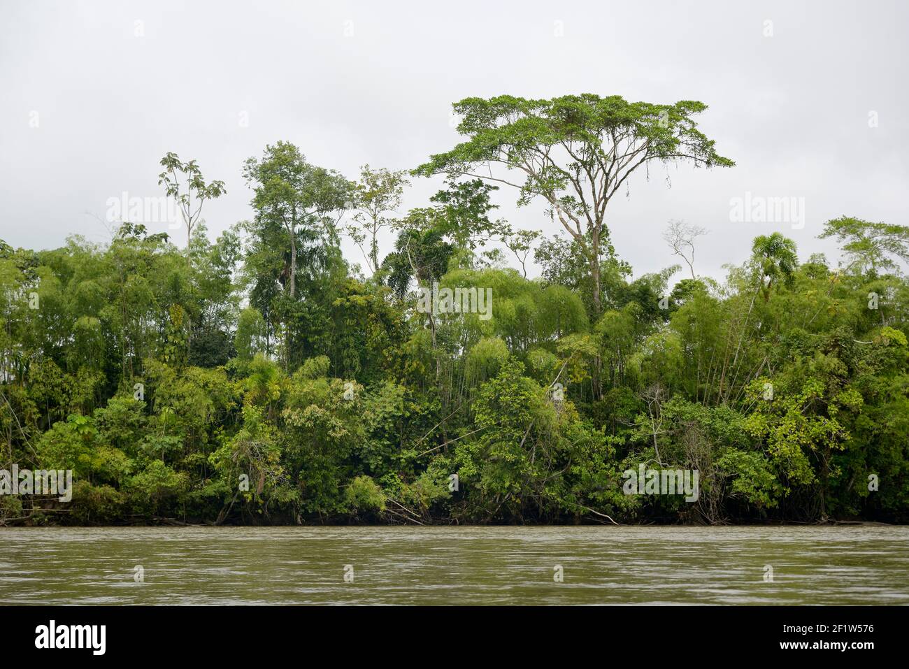 Jungle trees along the bank of the Rio Napo, Orellana, Ecuador Stock ...