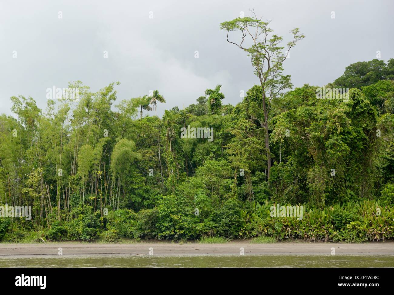 Heavy jungle foliage along the Rio Napo, Orellana, Ecuador Stock Photo ...