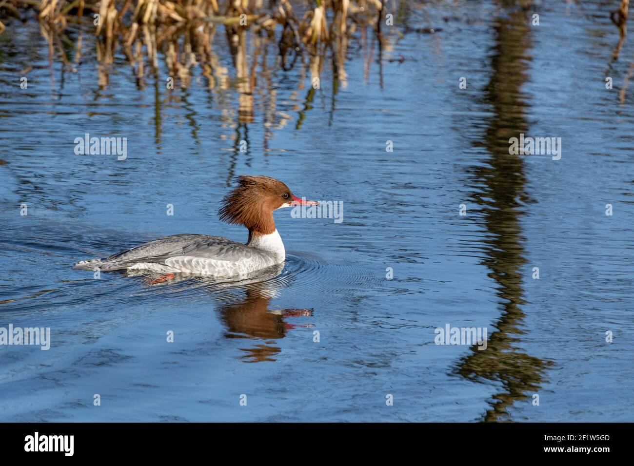 Female goosander hi-res stock photography and images - Alamy