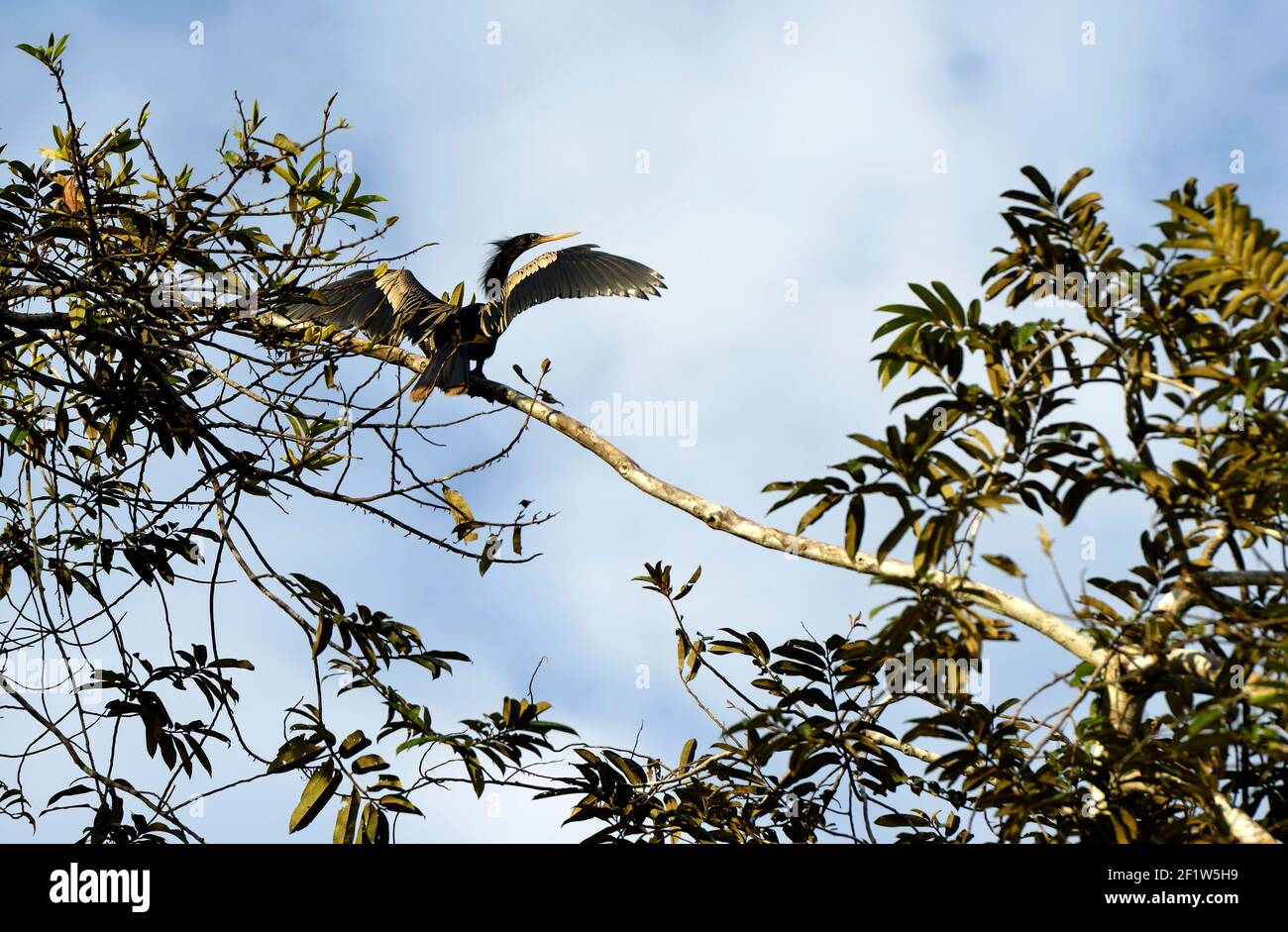 Anhinga (Anhinga anhinga) in the trees, La Selva Amazon Ecolodge ...