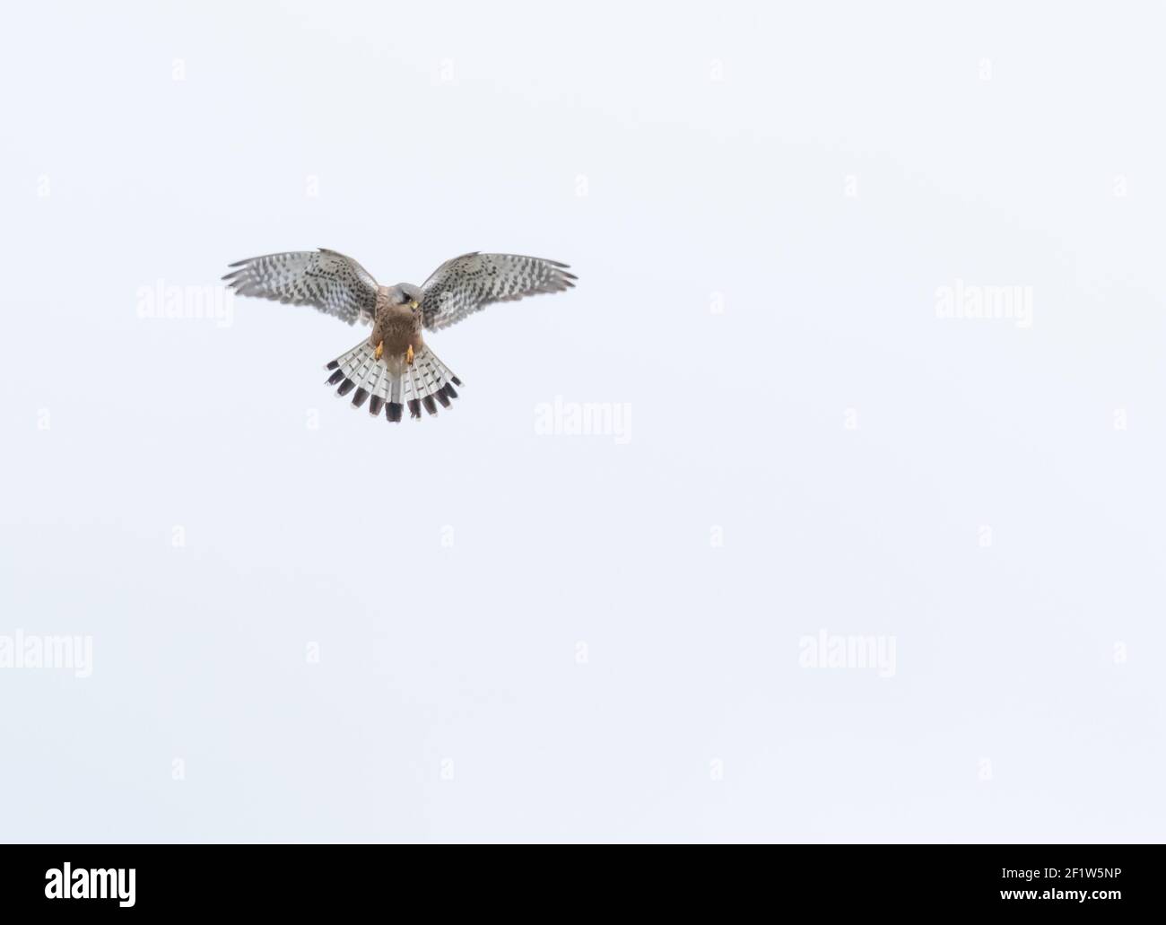 A male kestrel (UK) with white negative space background Stock Photo ...