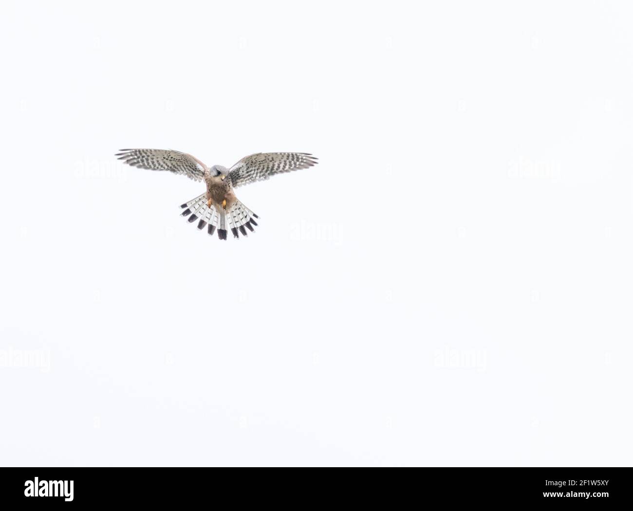 A male kestrel (UK) with white negative space background Stock Photo ...