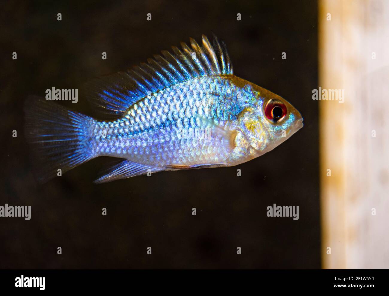 Ram Cichlid (Mikrogeophagus ramirezi) in tropical freshwater aquarium ...