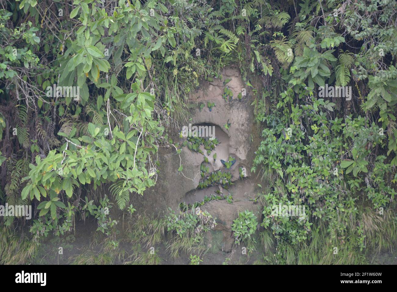 Napo river Parrot and Mackaw salt lick where hundreds of birds flock to ...