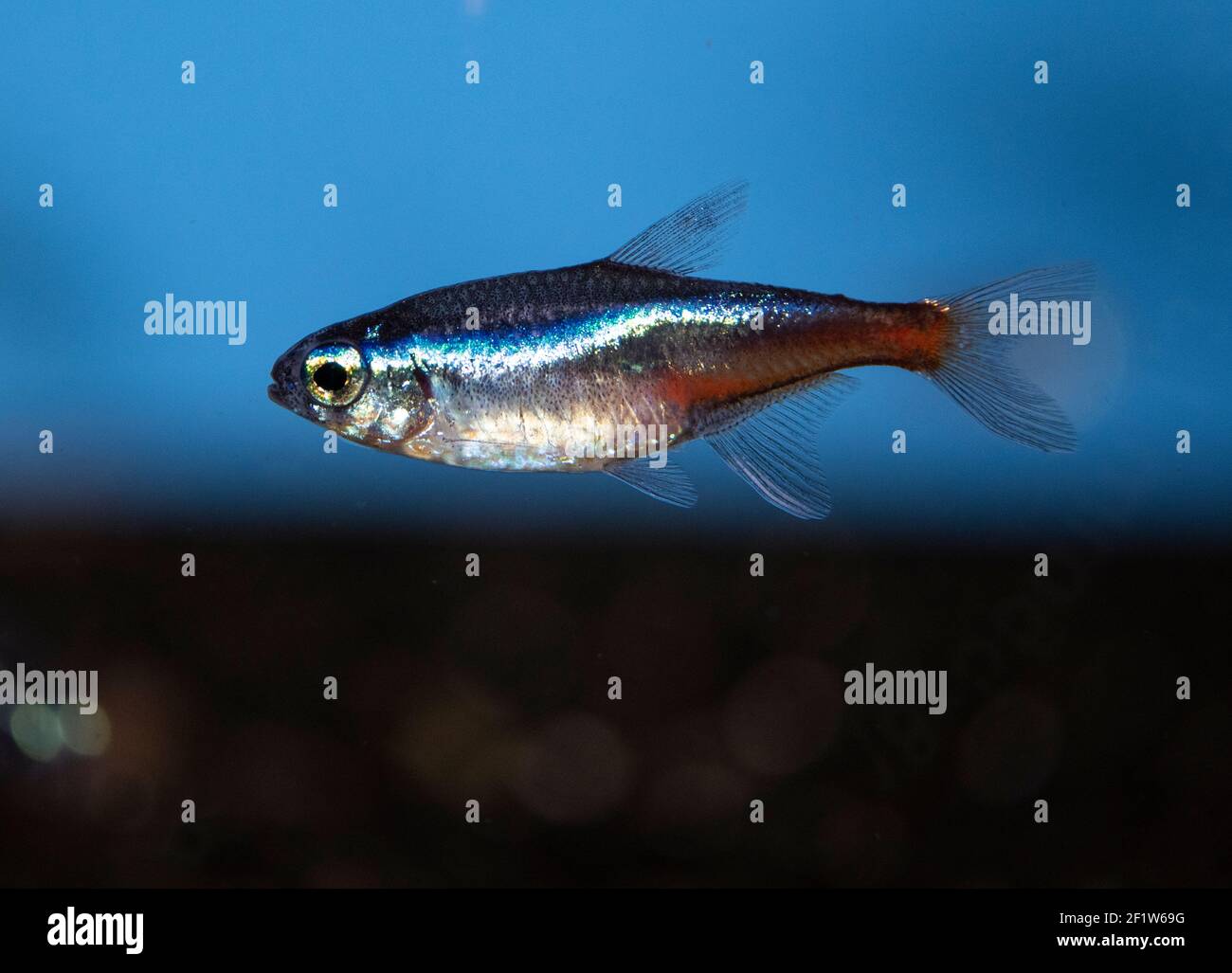 Neon Tetra (Paracheirodon innesi) in freshwater tropical aquarium Stock ...