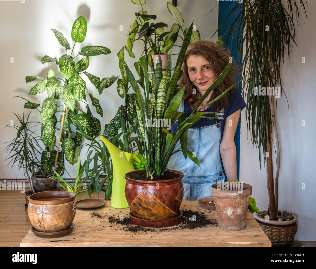 Woman planting houseplants indoors home gardening Stock Photo - Alamy