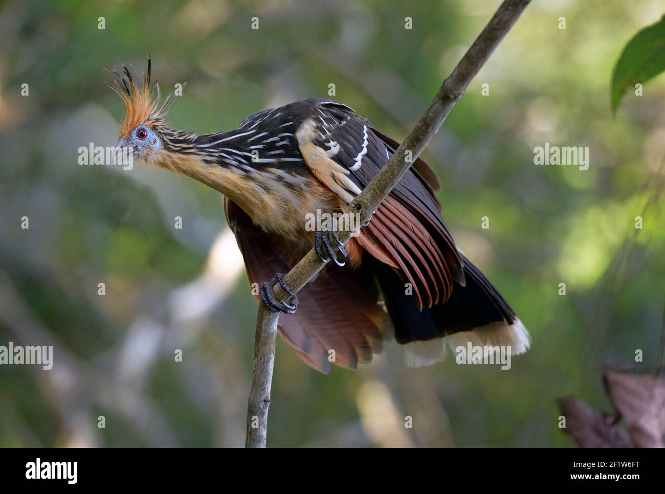 Hoatzin (Opisthocomus hoazin) on a branch, La Selva Jungle Eco Lodge ...