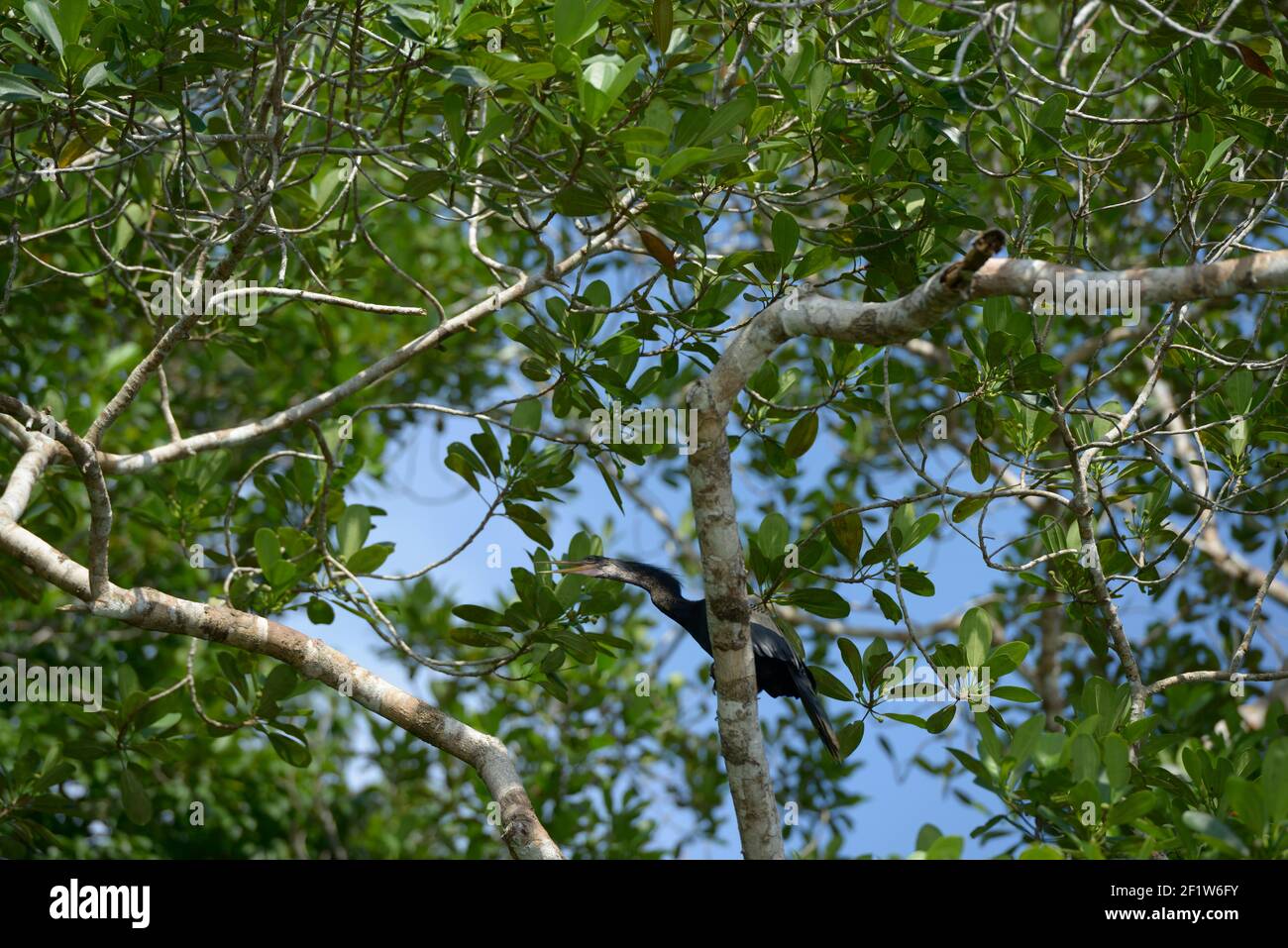 Anhinga (Anhinga anhinga) in the trees, La Selva Amazon Ecolodge ...