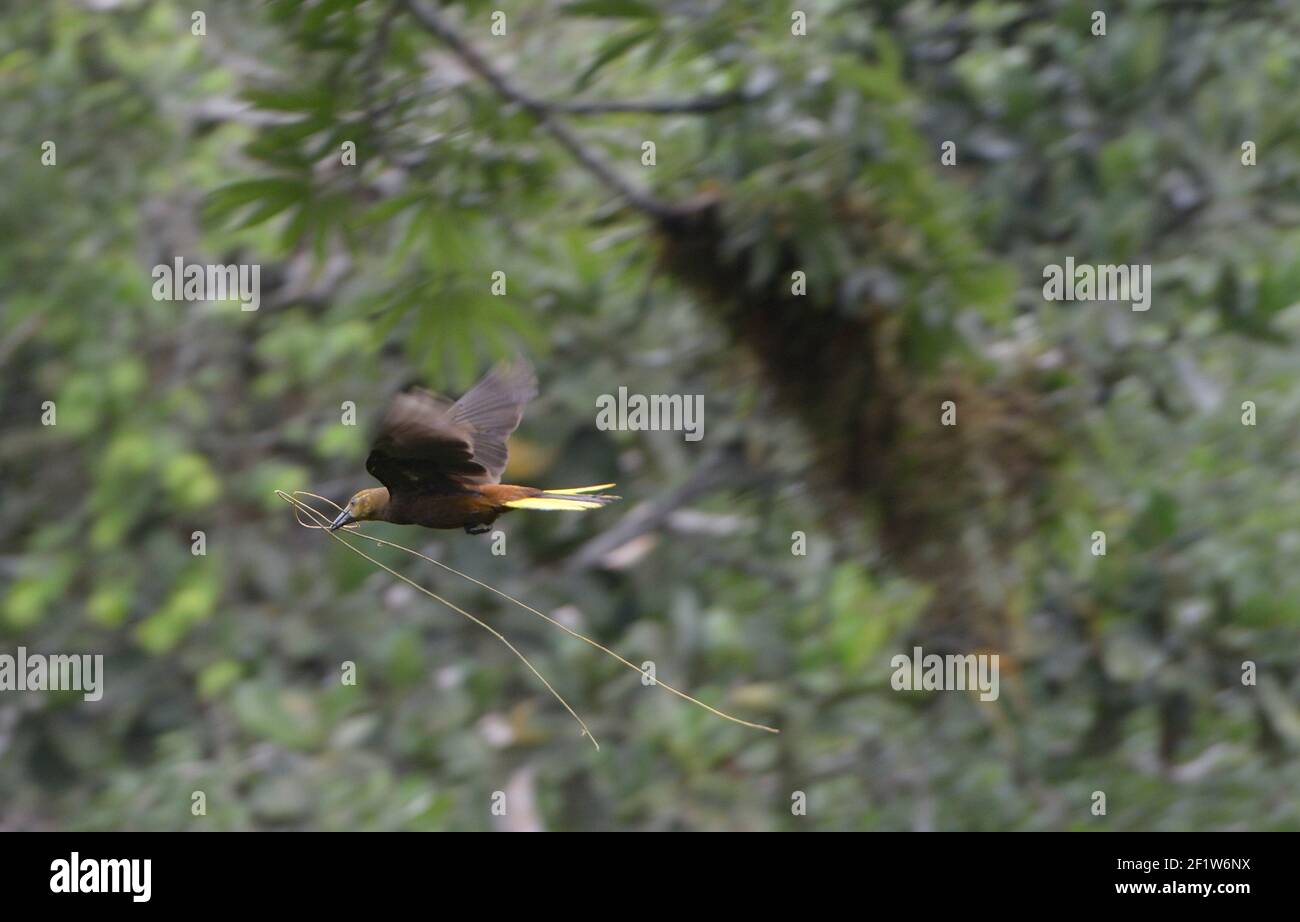 Russet-backed oropendola (Psarocolius angustifrons) flying with grasses ...